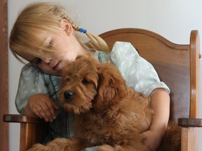 Rover - Chestnut Male Puppy | Thomas Ridge Kennels