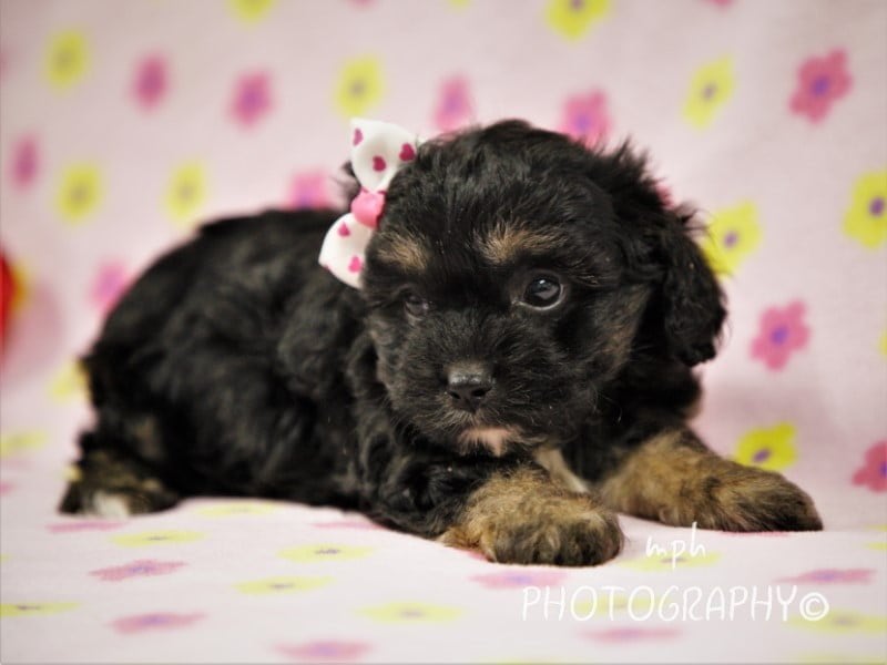 Rihanna - Black & Tan Female Puppy | Thomas Ridge Kennels