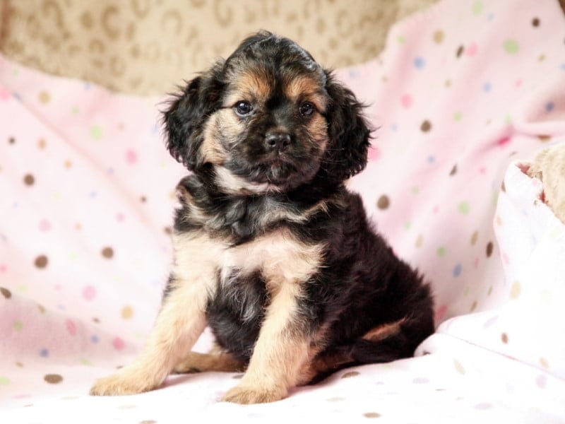 Rowena - Black & Fawn Female Puppy | Thomas Ridge Kennels