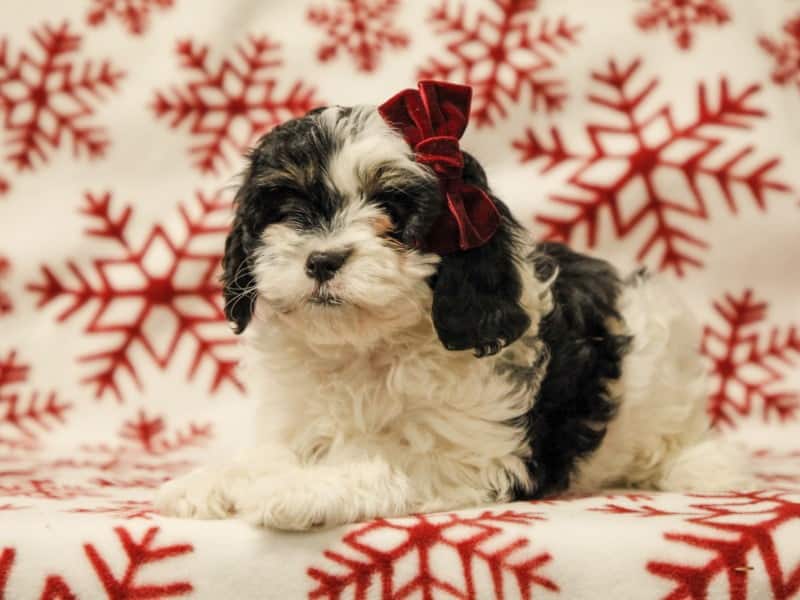 Snowflake - Blue & White Female Puppy | Thomas Ridge Kennels