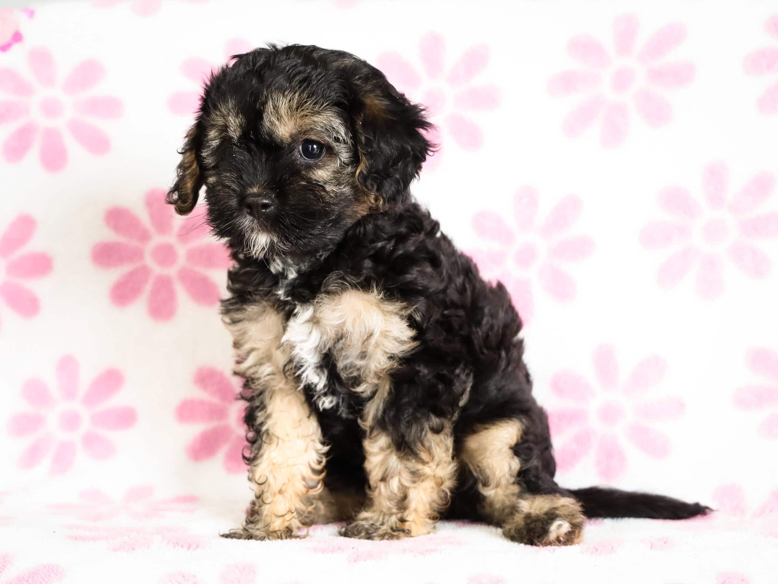 Blossom - Tan & White Female Puppy | Thomas Ridge Kennels