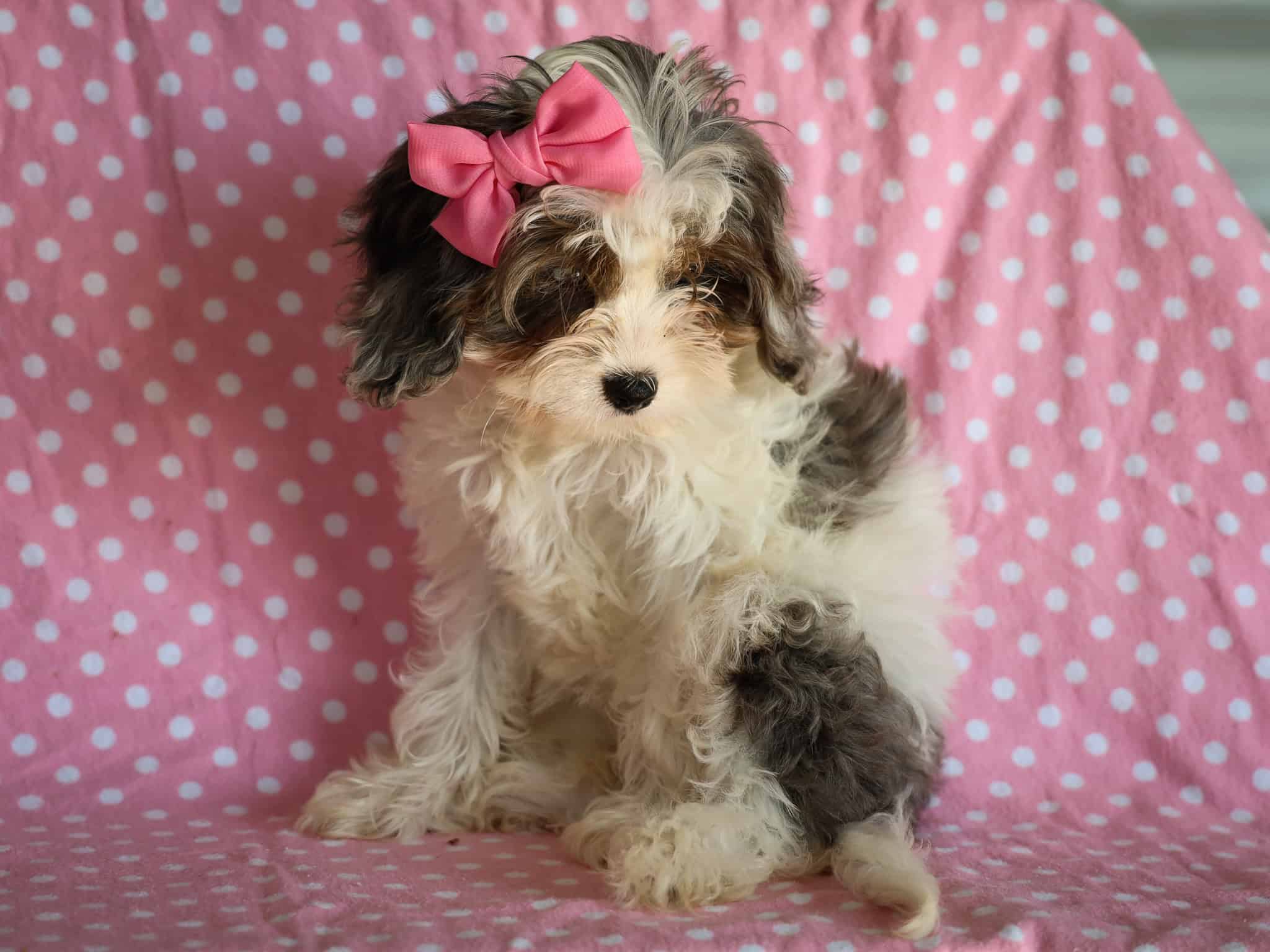 Ellie - White Merle Female Puppy | Thomas Ridge Kennels