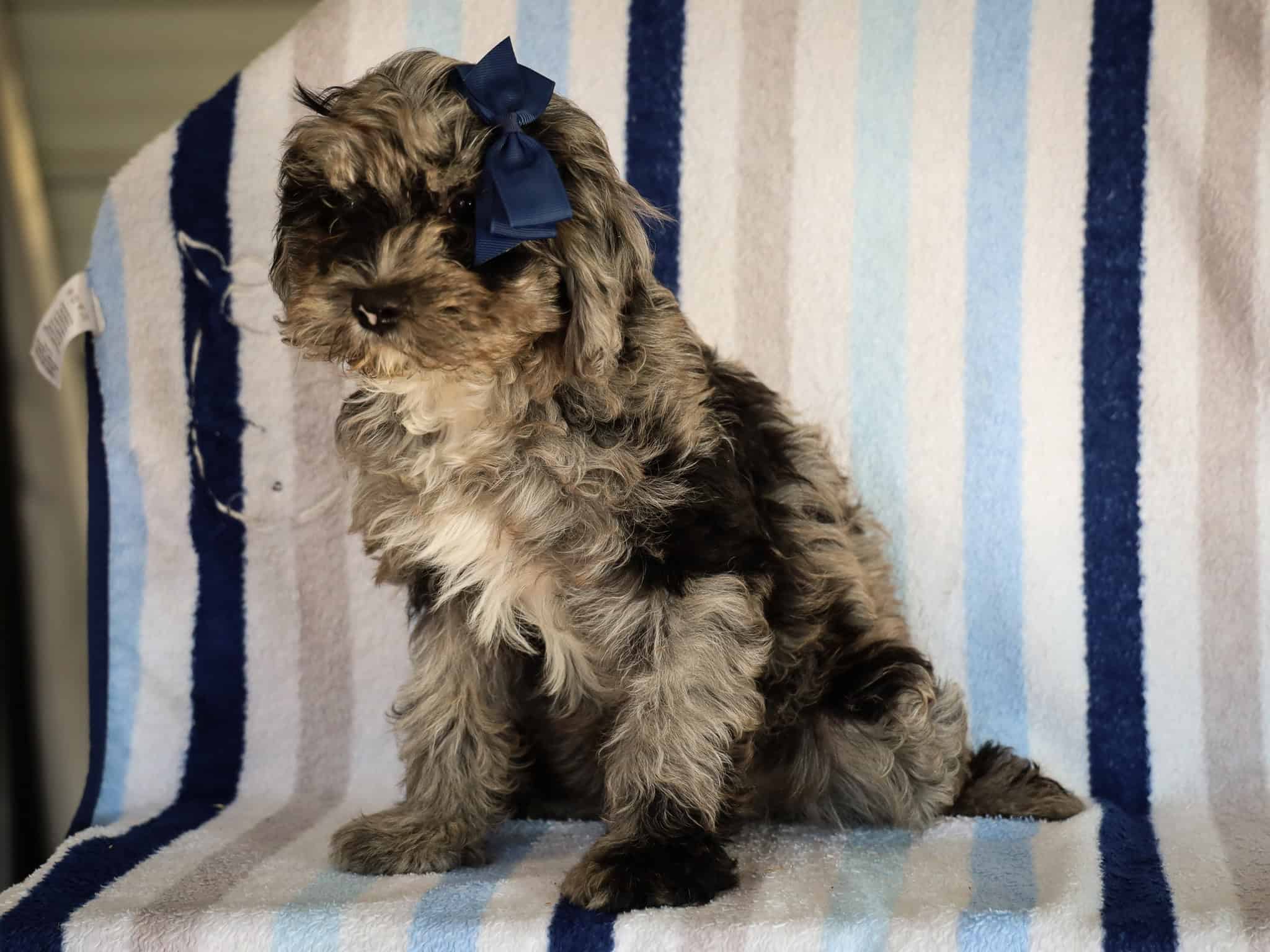 Smarty - Blue Merle Male Puppy | Thomas Ridge Kennels