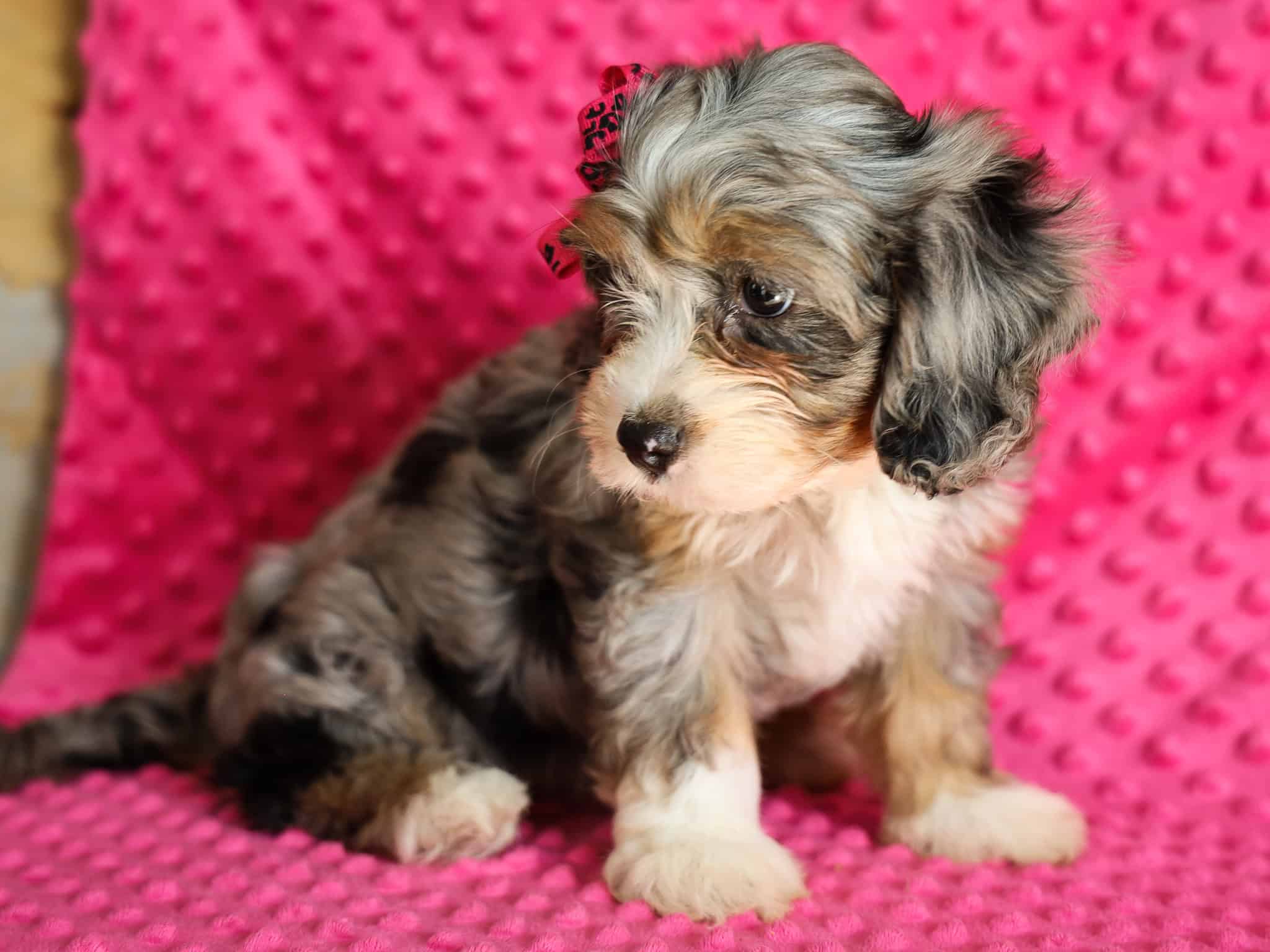 Sugar Baby - Black & White Female Puppy | Thomas Ridge Kennels