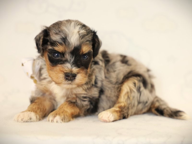 Inka - Blue Merle Male Puppy | Thomas Ridge Kennels