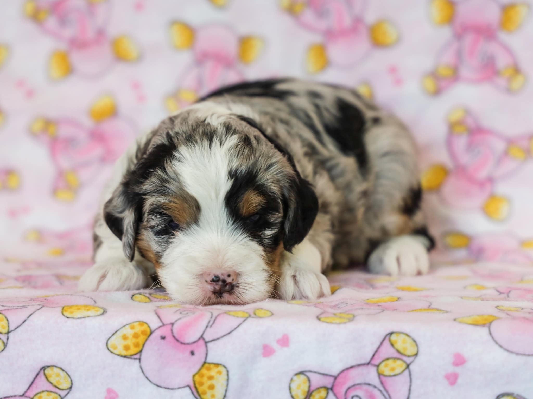 Starlight - Blue Merle Female Puppy | Thomas Ridge Kennels
