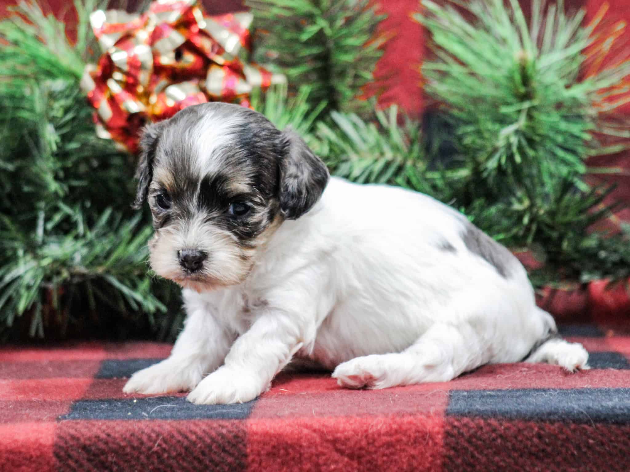 Kasey - White Merle Female Puppy | Thomas Ridge Kennels