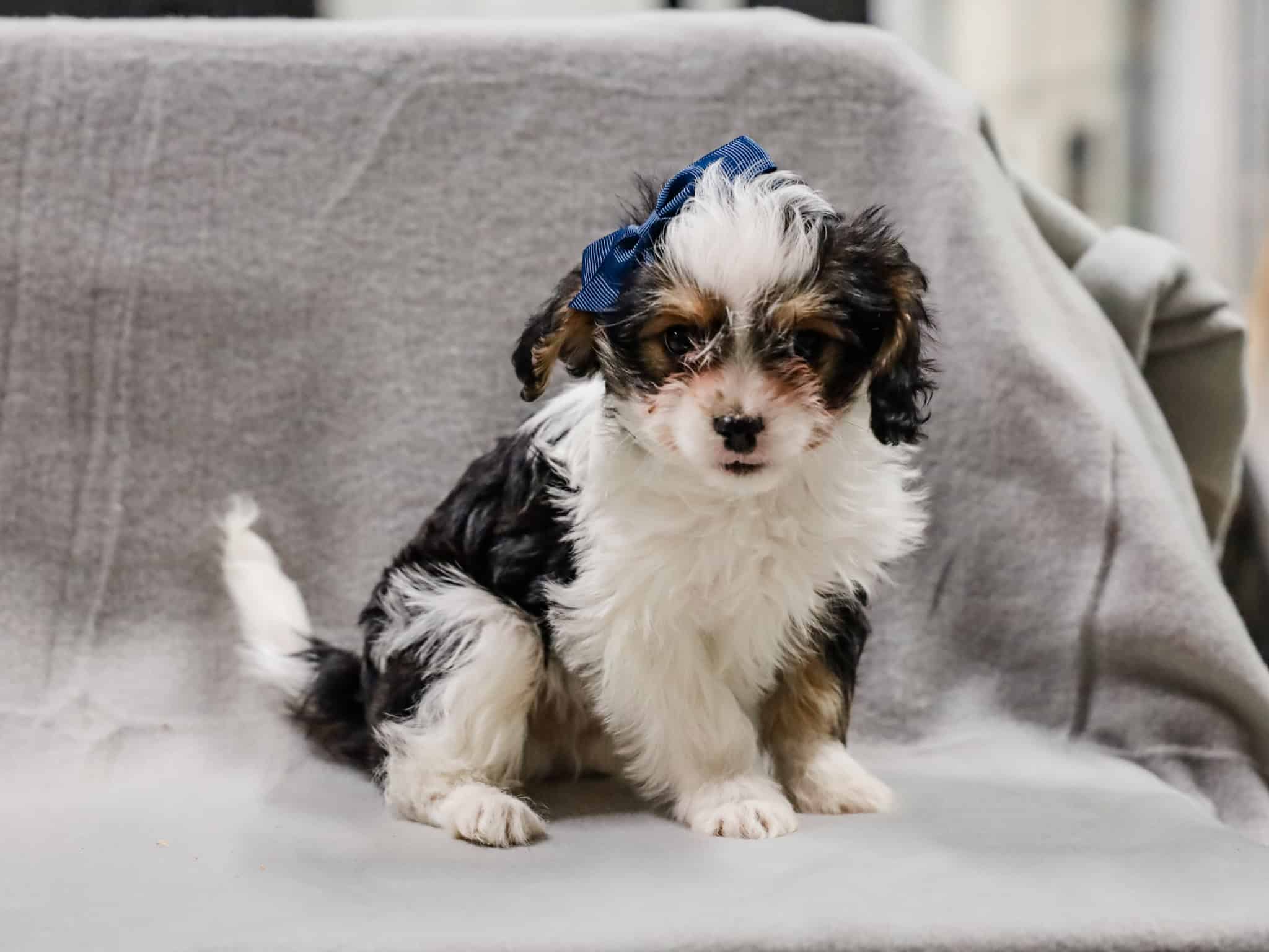 Kentucky - Tri-Colored Male Puppy | Thomas Ridge Kennels