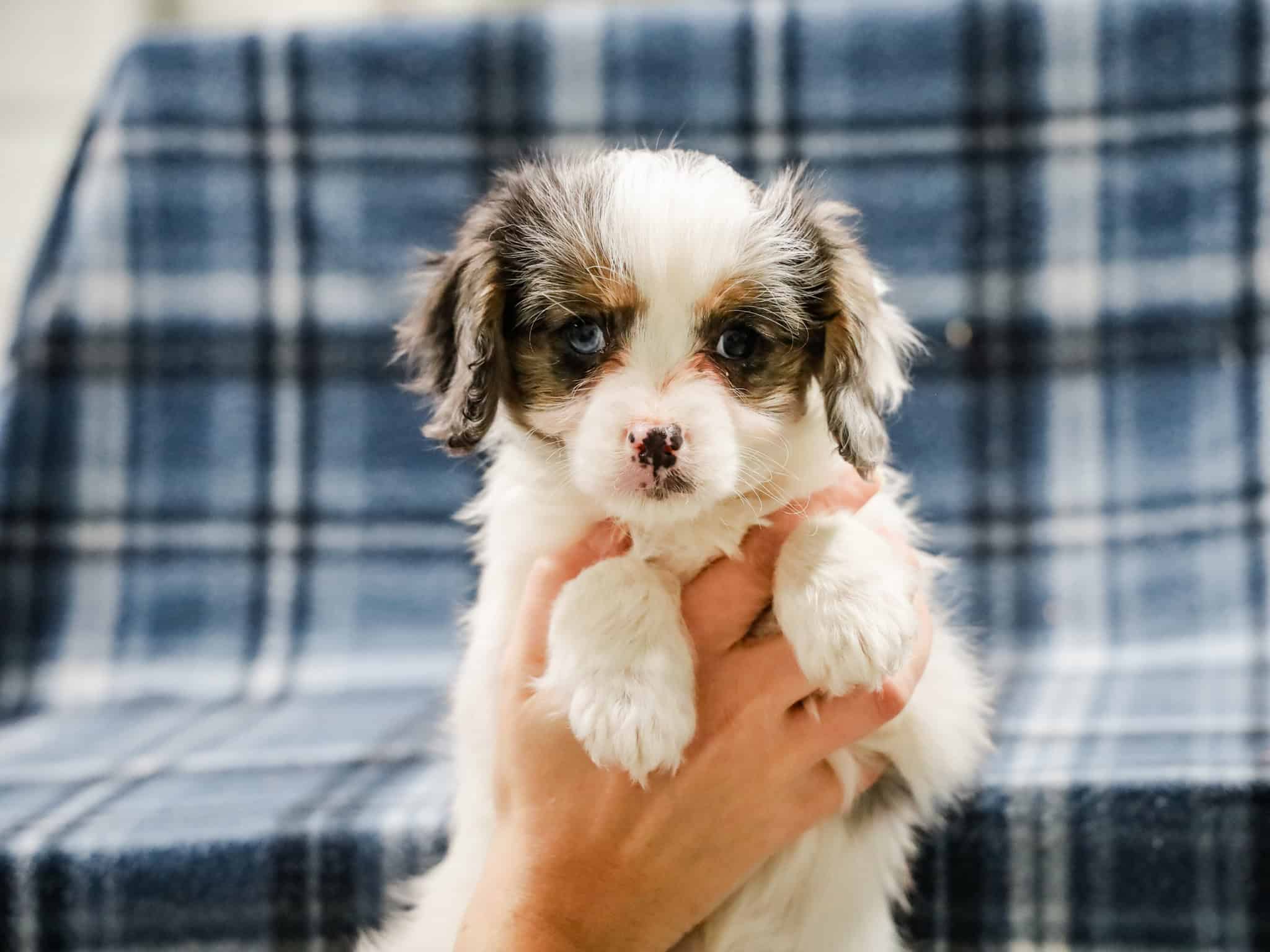 Klinton - White Merle Male Puppy | Thomas Ridge Kennels