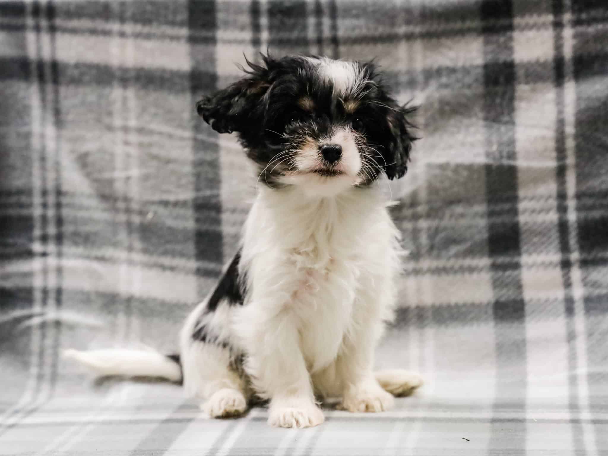 Tanishia - Black & White Female Puppy | Thomas Ridge Kennels