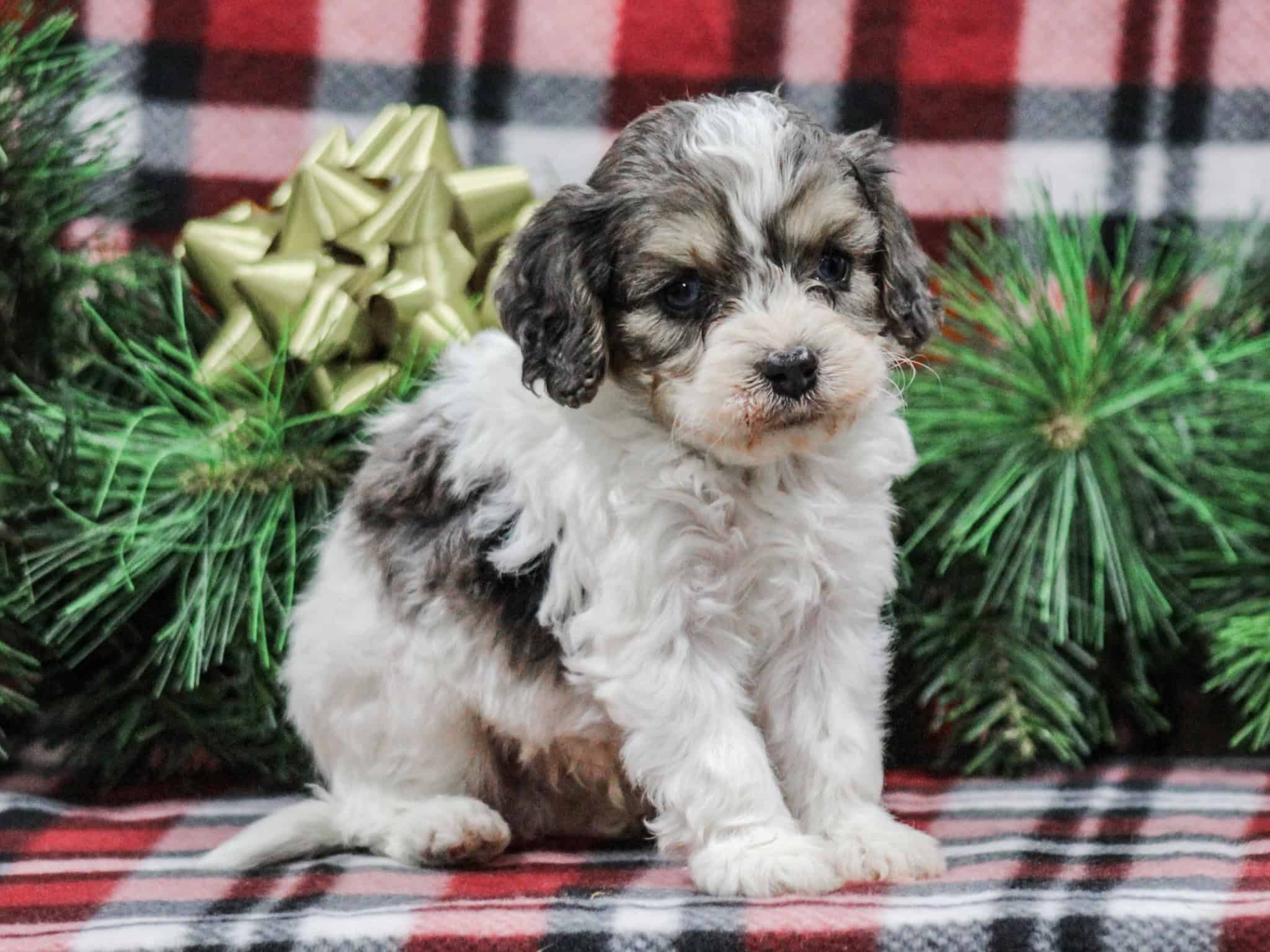 Truman - White Merle Male Puppy | Thomas Ridge Kennels