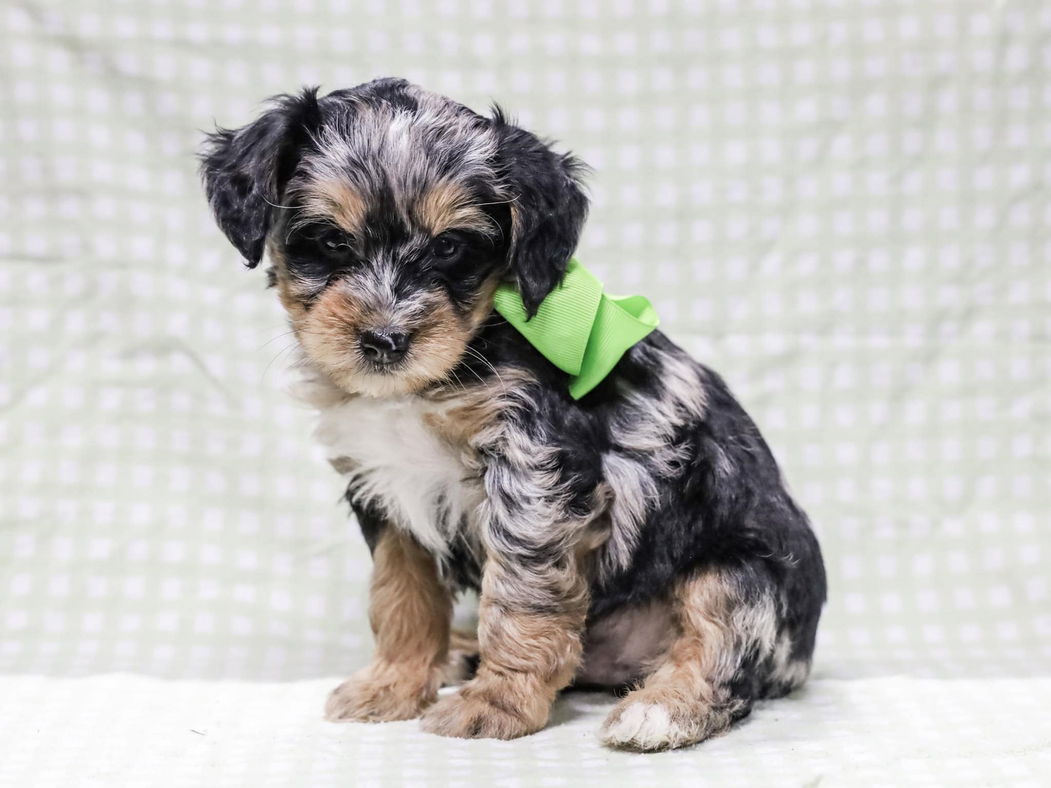 Quinston - Black Merle Male Puppy | Thomas Ridge Kennels