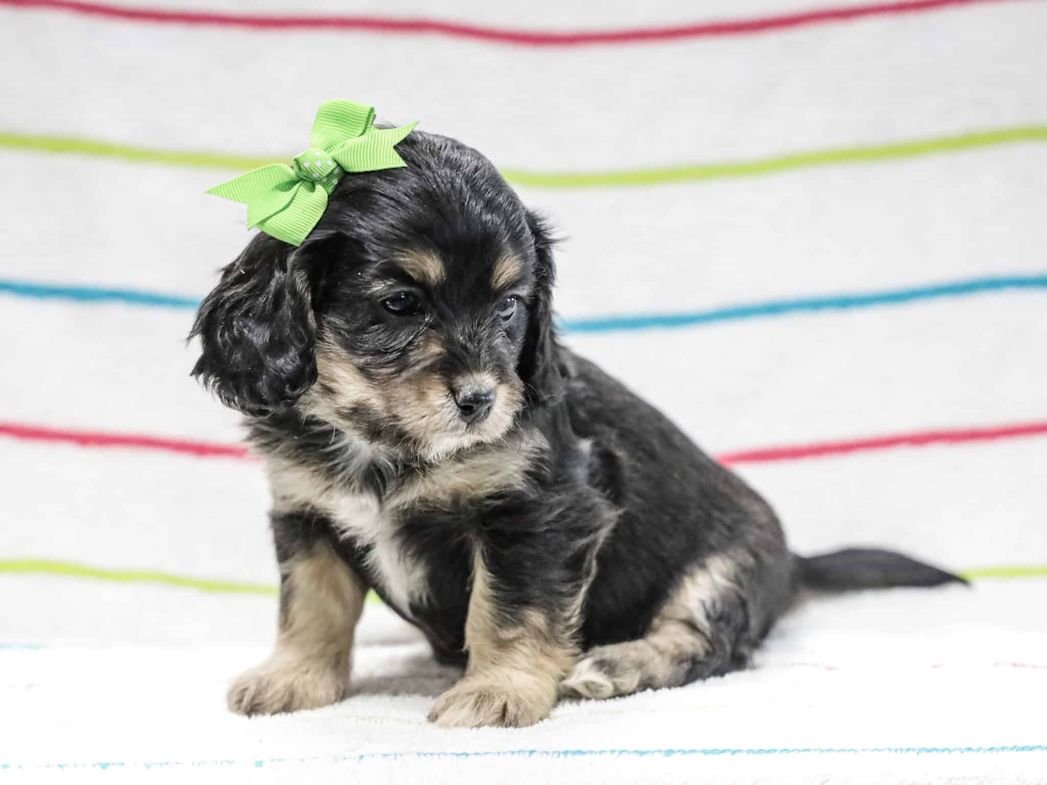 Rayell - Tri-Colored Female Puppy | Thomas Ridge Kennels