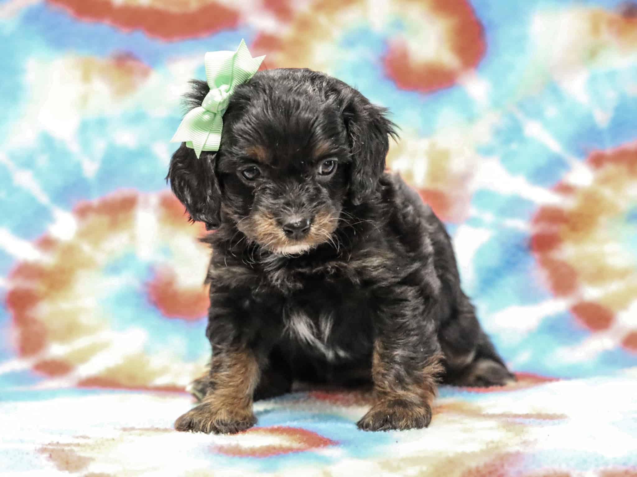 Rhonda - Black & Tan Female Puppy | Thomas Ridge Kennels