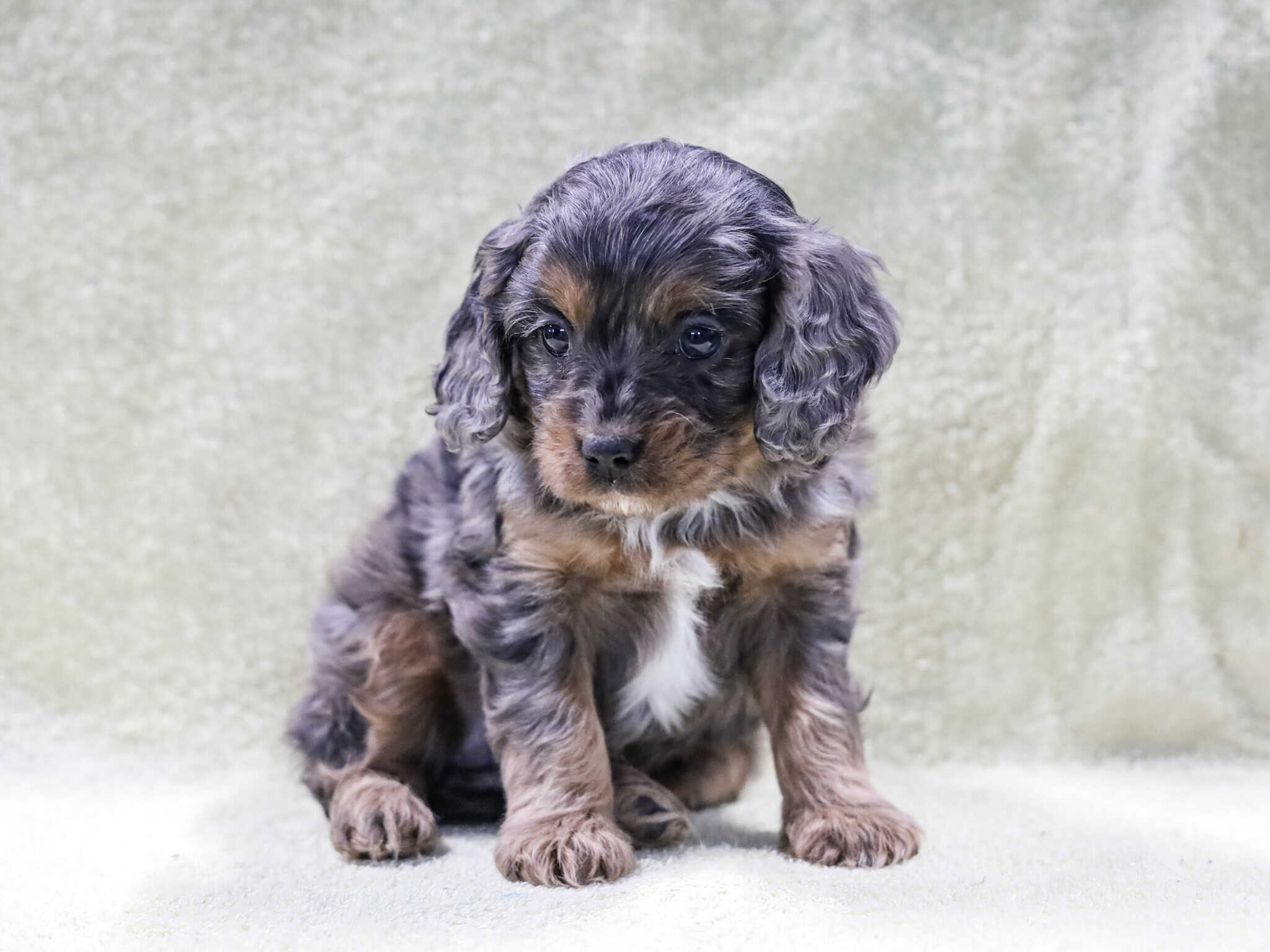 Ruger - Blue Merle Male Puppy | Thomas Ridge Kennels