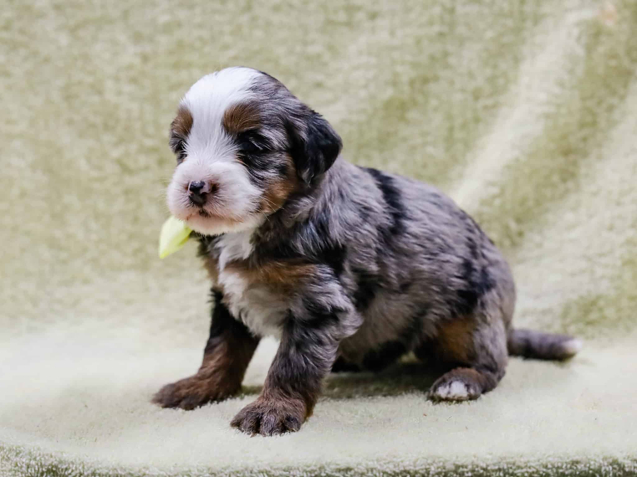 Eldon - Blue Merle Male Puppy | Thomas Ridge Kennels