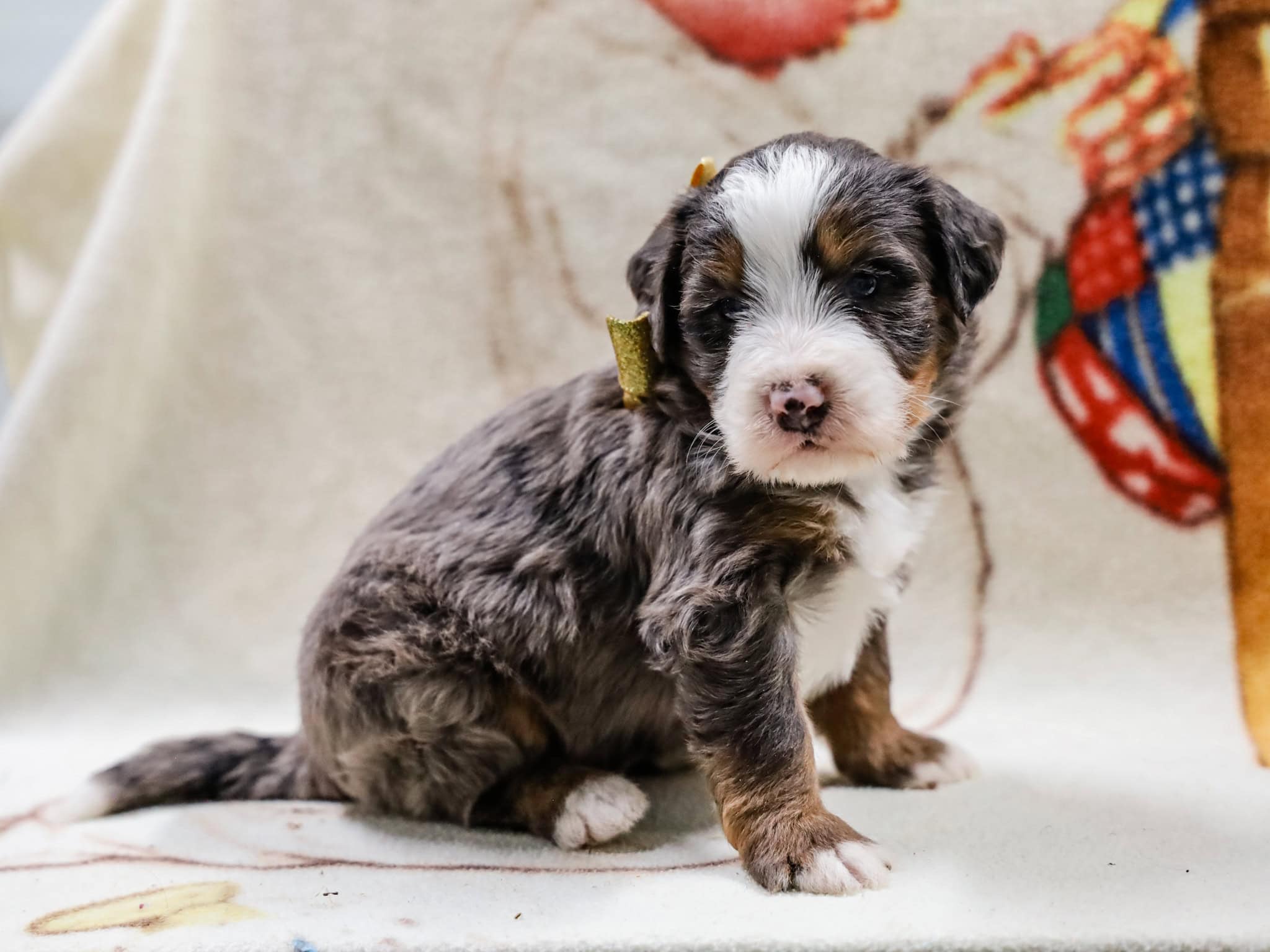 Emmitt - Blue Merle Male Puppy | Thomas Ridge Kennels