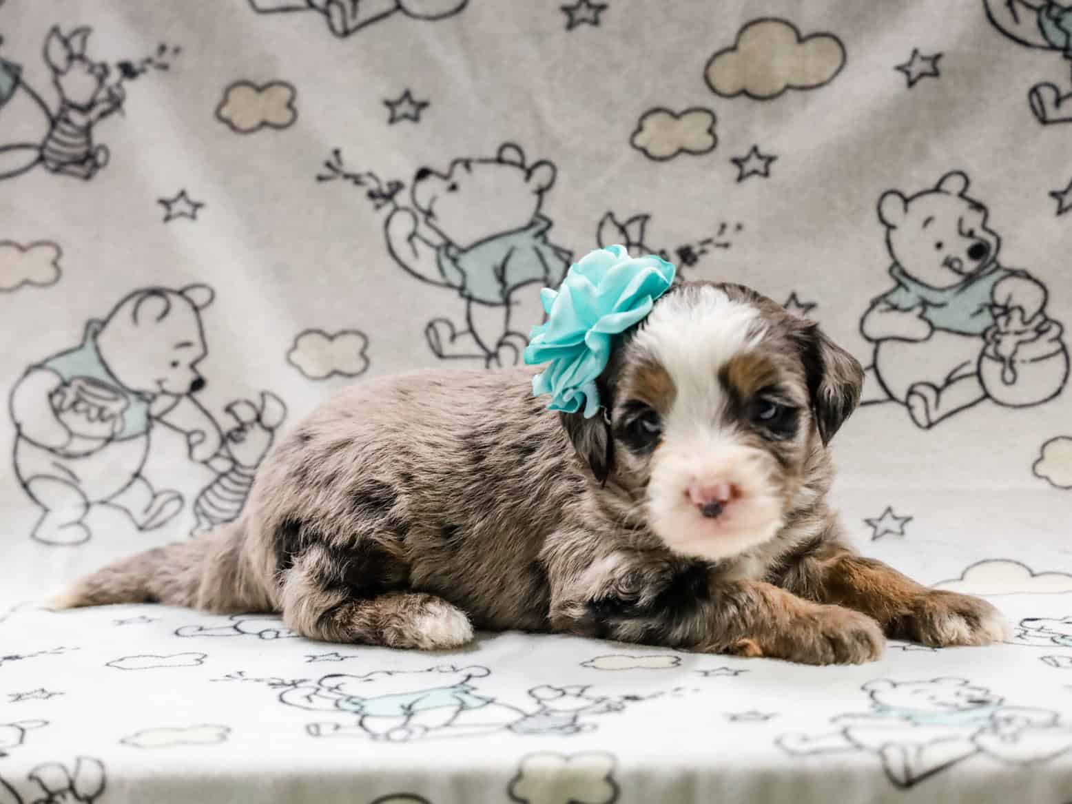 Emory - Blue Merle Male Puppy | Thomas Ridge Kennels