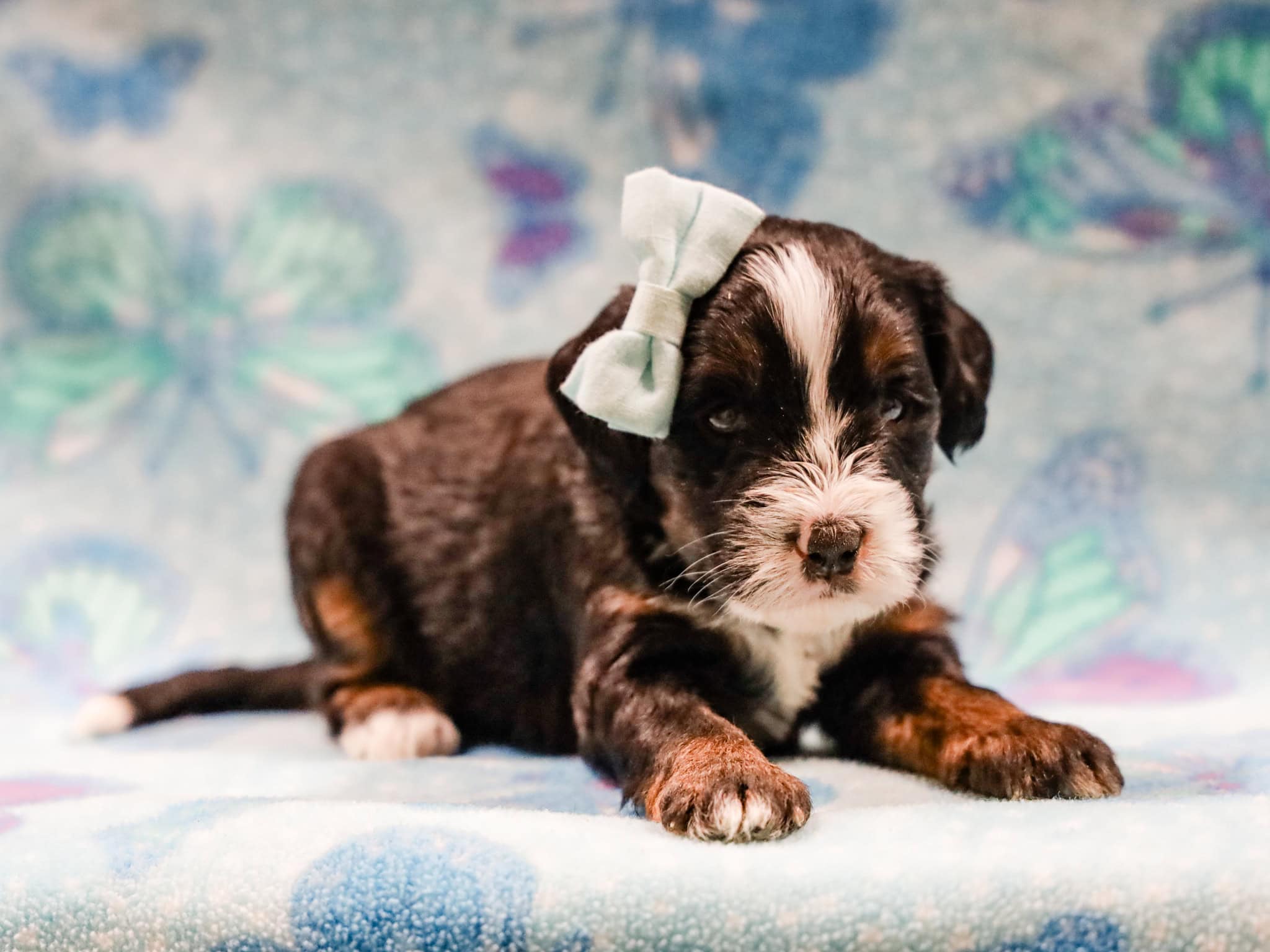 Enoch - Tri-Colored Male Puppy | Thomas Ridge Kennels