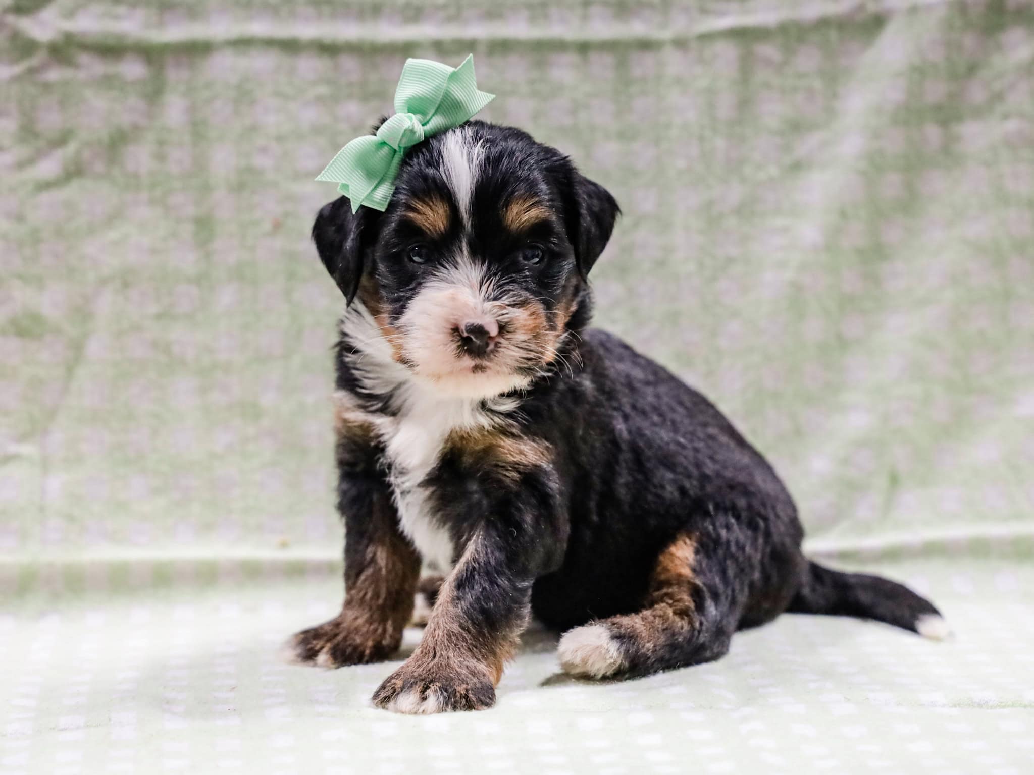 Enzo - Tri-Colored Male Puppy | Thomas Ridge Kennels
