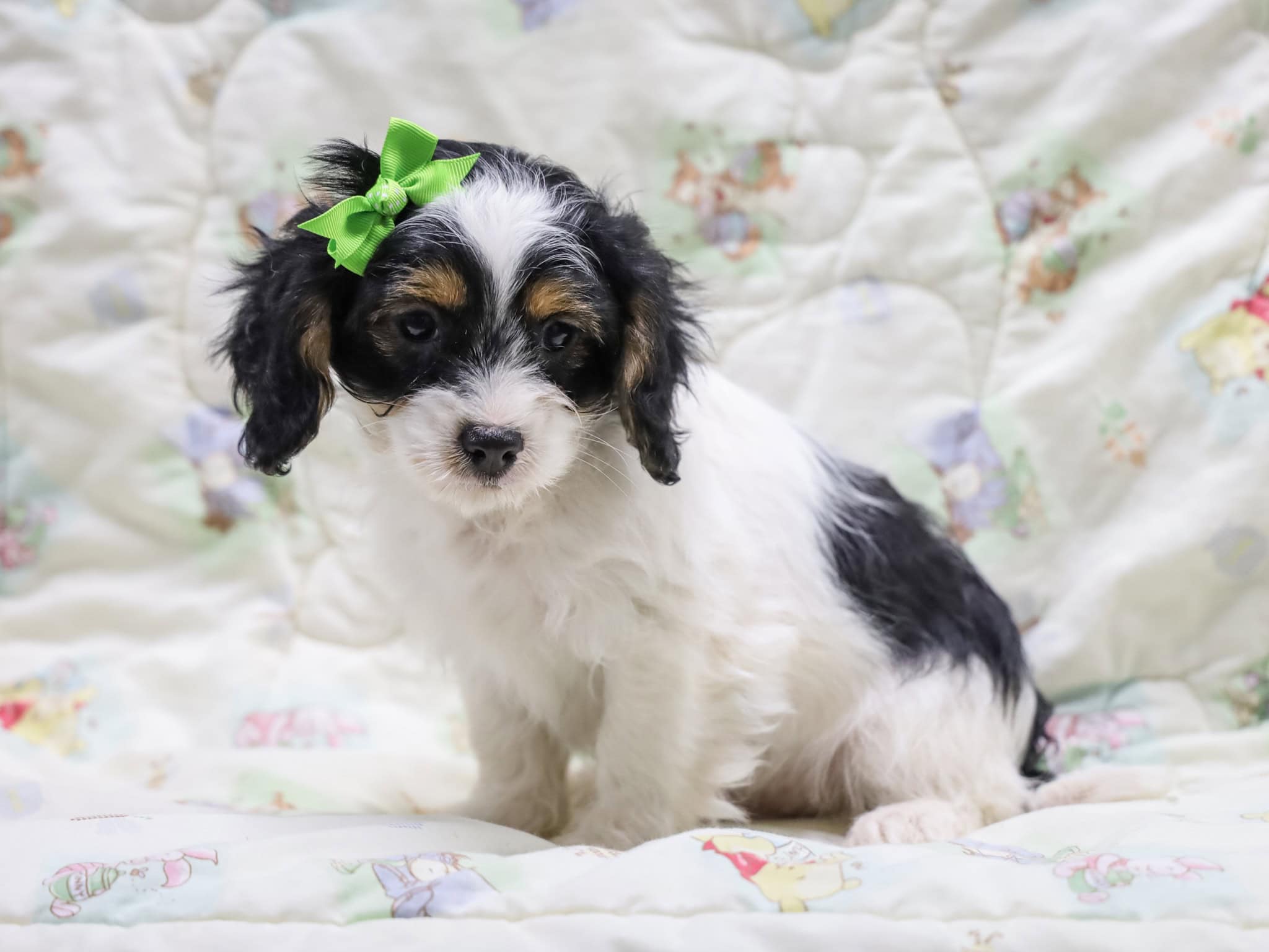 Eddie - Tri-Colored Male Puppy | Thomas Ridge Kennels