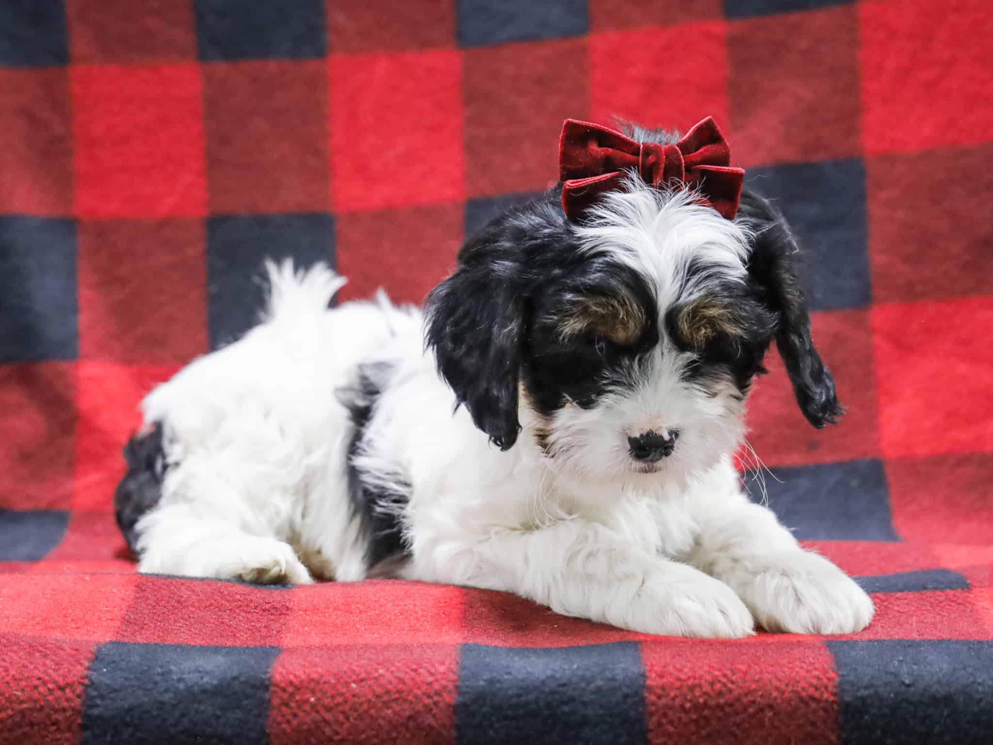 Farmwald - Tri-Colored Male Puppy | Thomas Ridge Kennels