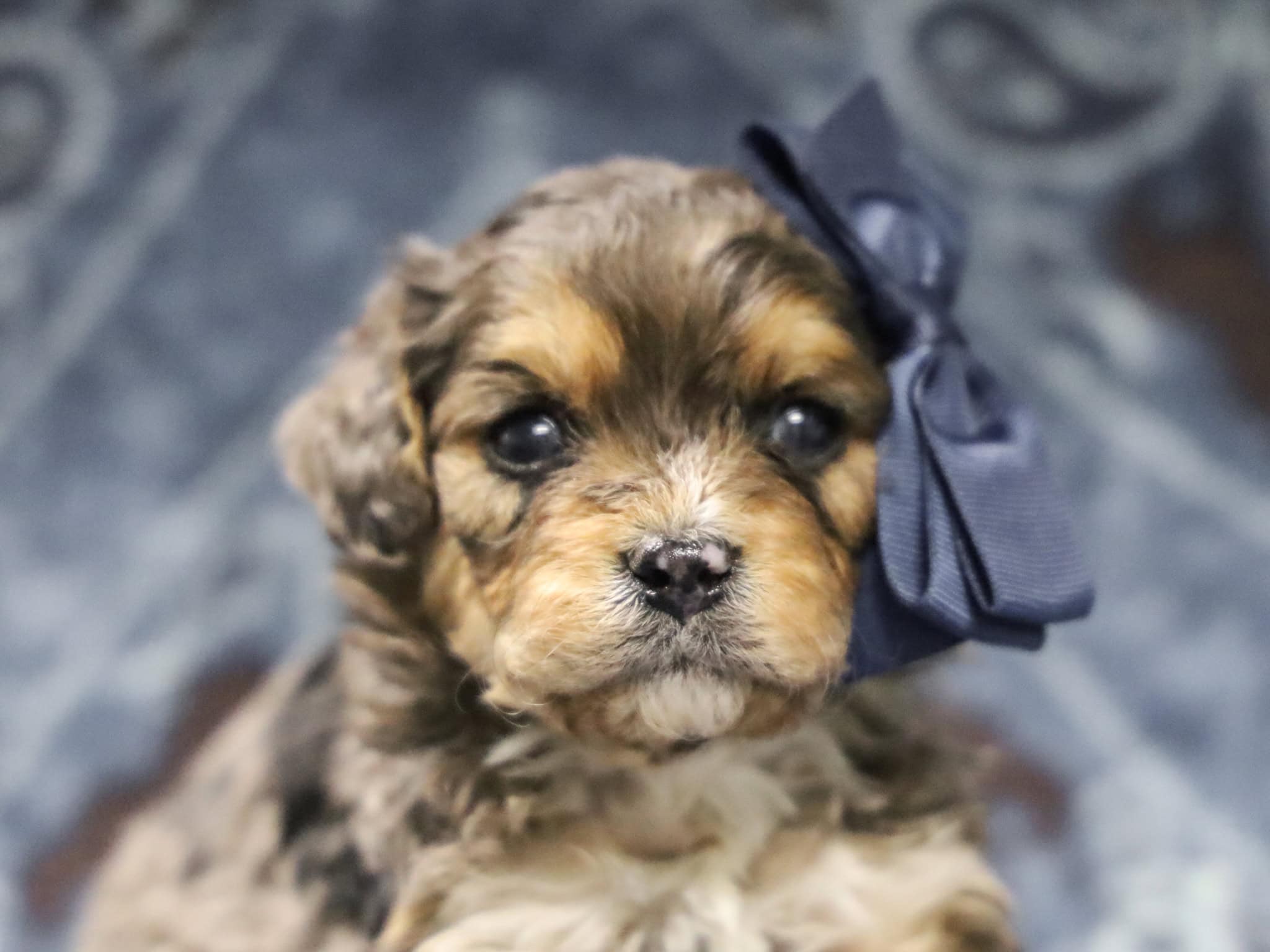 Garman - Merlequin Male Puppy | Thomas Ridge Kennels