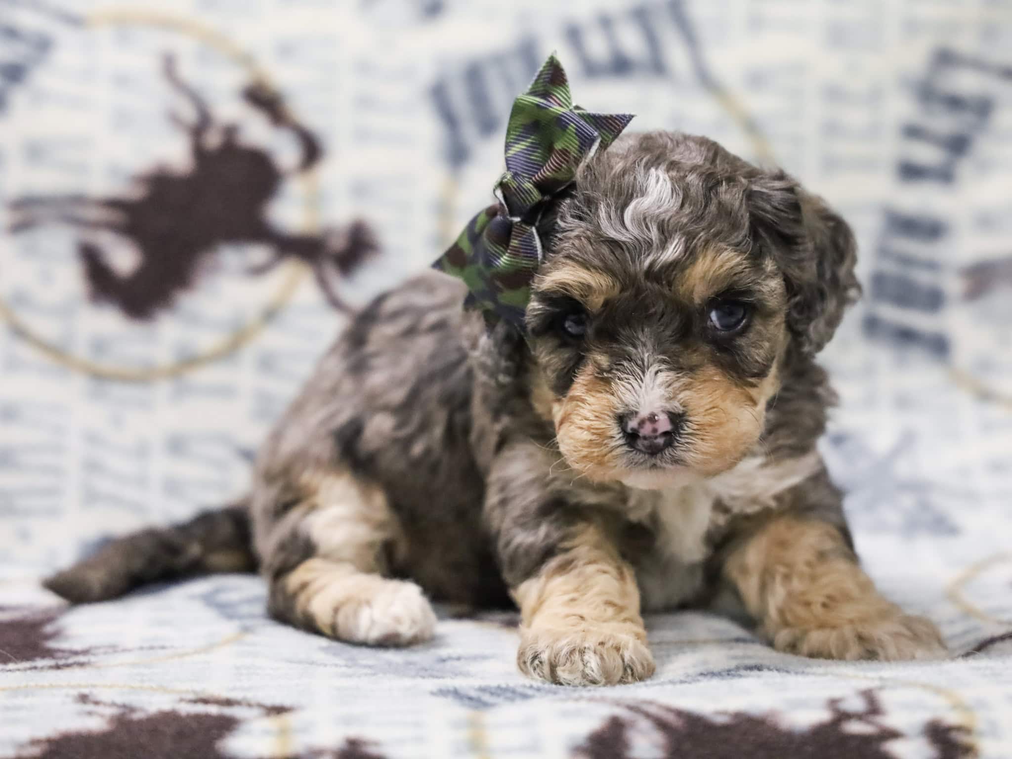Garrett - Blue Merle Male Puppy | Thomas Ridge Kennels