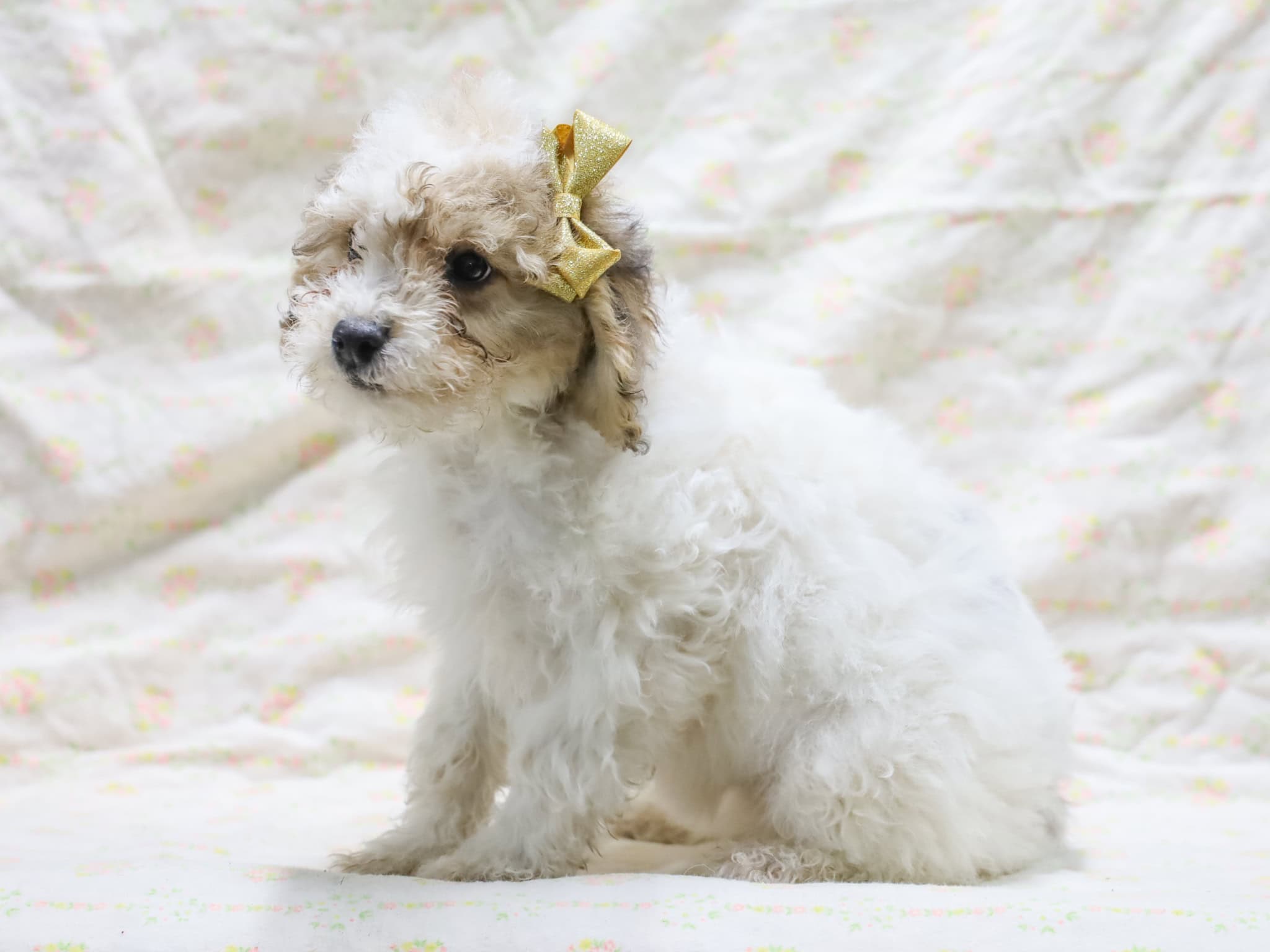 Goldilocks - Chocolate Merle Female Puppy | Thomas Ridge Kennels