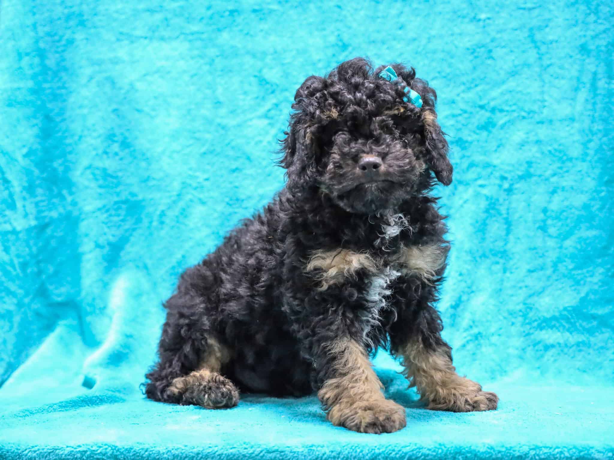 Grayson - Black & Tan Male Puppy | Thomas Ridge Kennels