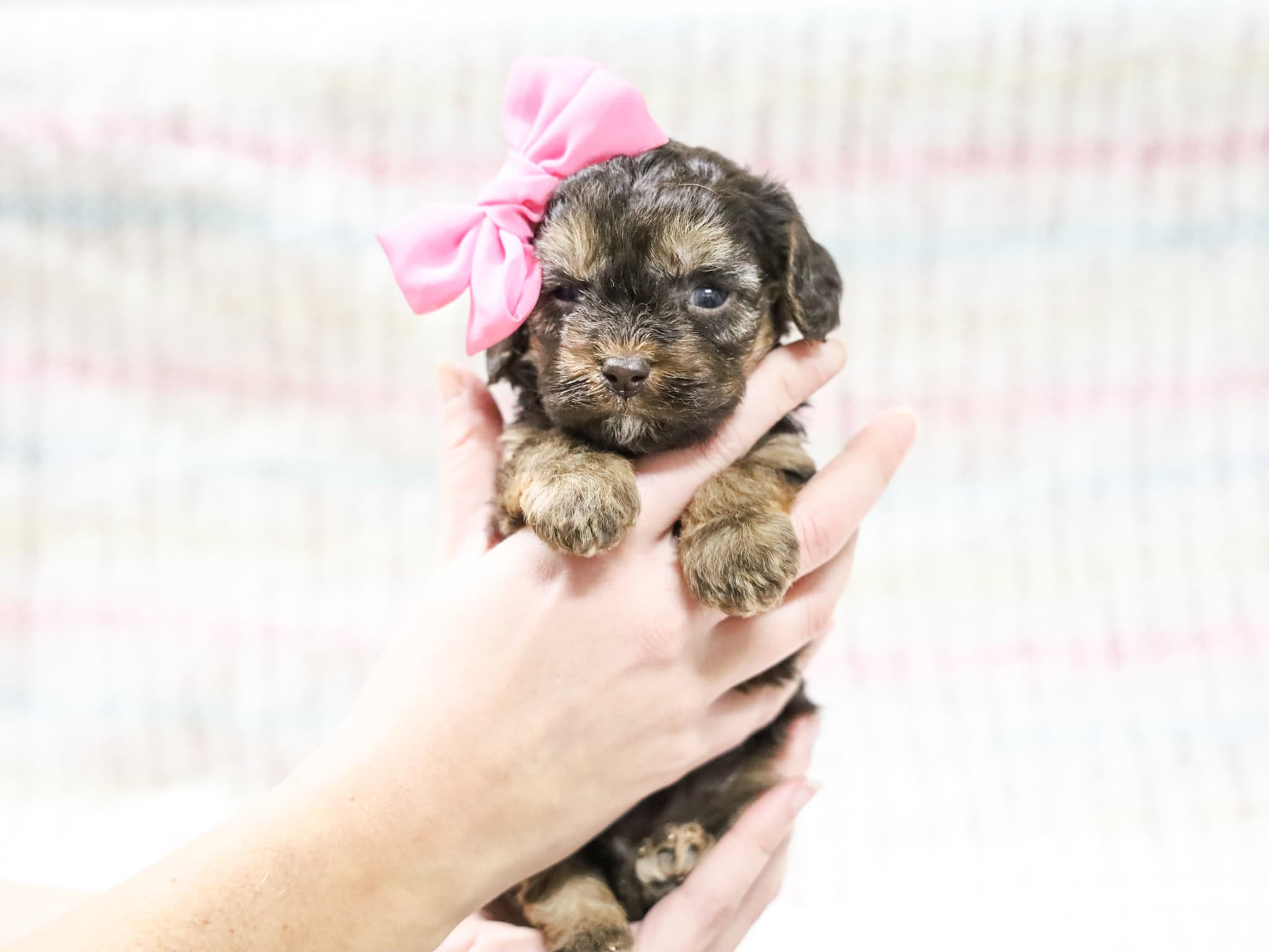 Jill - Chocolate Female Puppy | Thomas Ridge Kennels