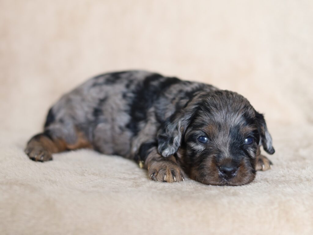 Gordon - Blue Merle Male Puppy | Thomas Ridge Kennels