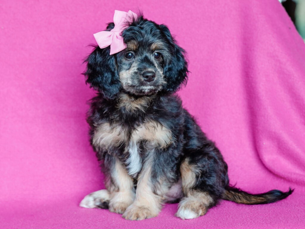 Grace - Black & Tan Female Puppy | Thomas Ridge Kennels