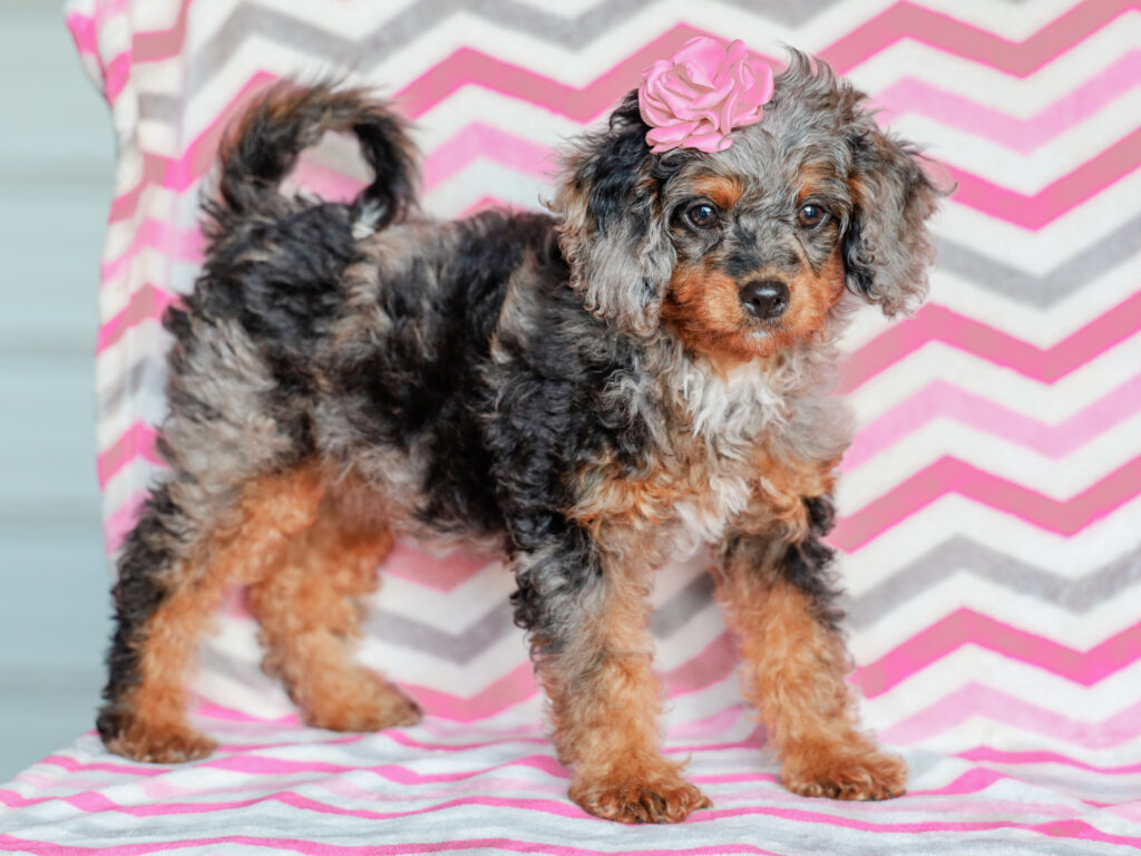 Gwen - Blue Merle Female Puppy | Thomas Ridge Kennels