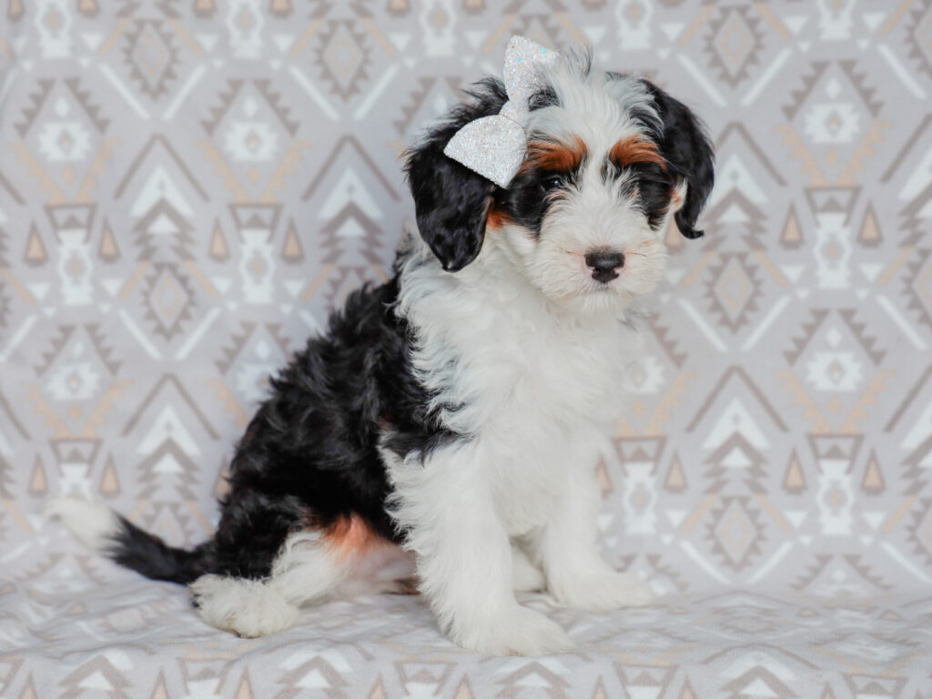 Elam - Tri-Colored Male Puppy | Thomas Ridge Kennels