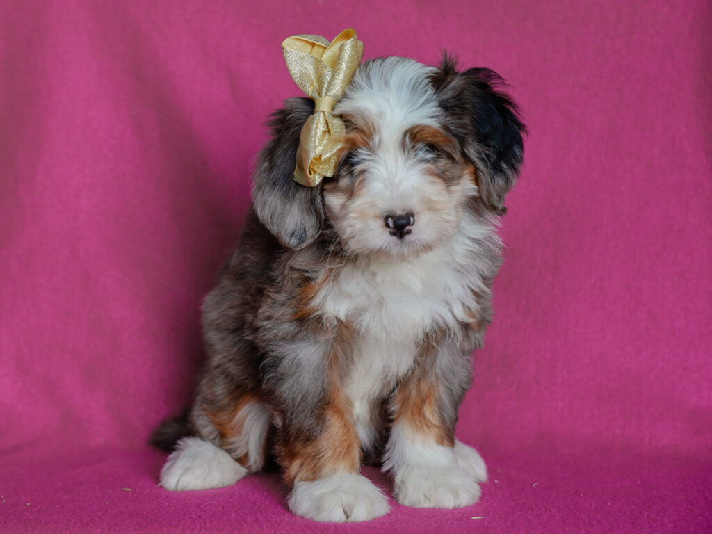 Elnora - Blue Merle Female Puppy | Thomas Ridge Kennels