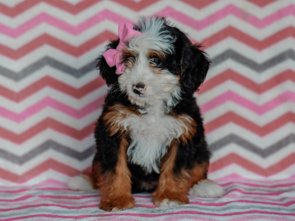 Elvina - Tri-Colored Female Puppy | Thomas Ridge Kennels