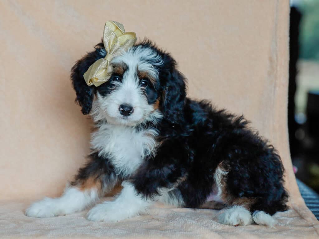 Elvis - Tri-Colored Male Puppy | Thomas Ridge Kennels