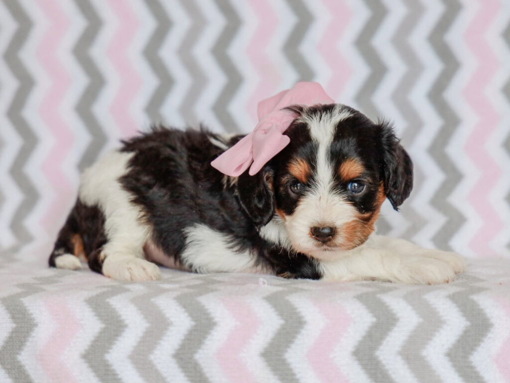 Josie - Tri-Colored Female Puppy | Thomas Ridge Kennels