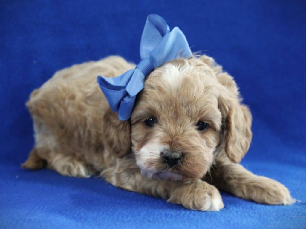 Eddison - Red Male Puppy | Thomas Ridge Kennels